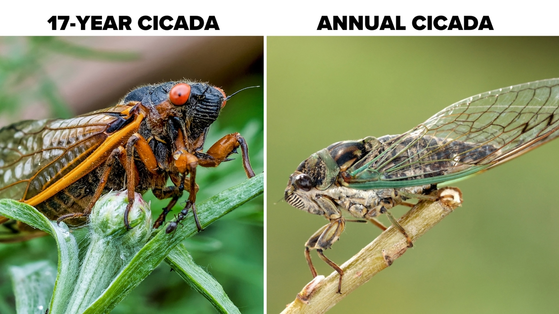See where brood 14 cicadas will emerge across the U.S. this spring 2025 ...