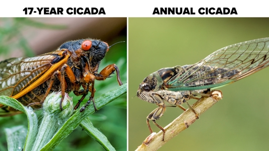 See where brood 14 cicadas will emerge across the U.S. this spring 2025 | wthr.com