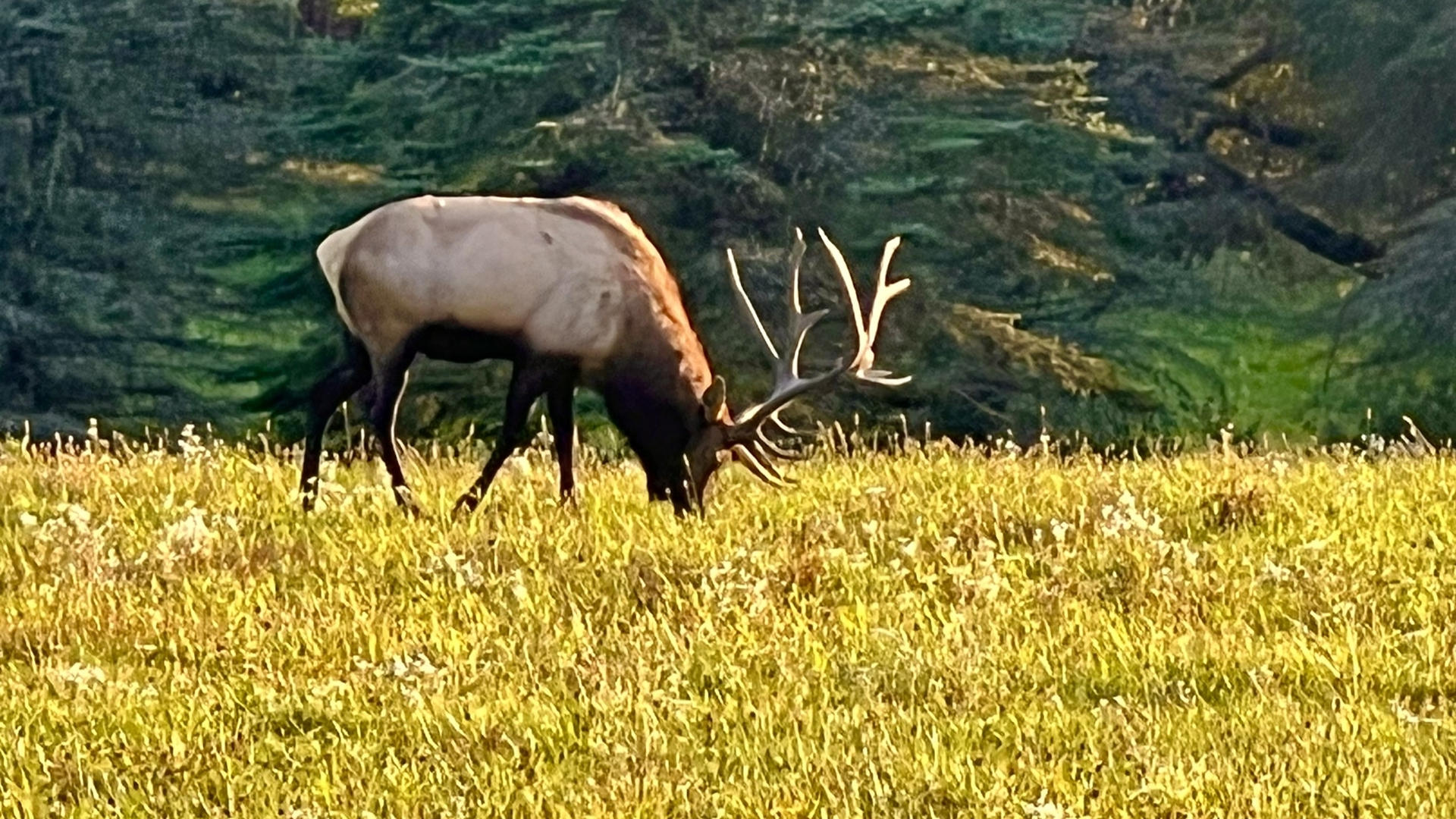 Chuck's Big Adventure: Elk Country in Pennsylvania | wthr.com