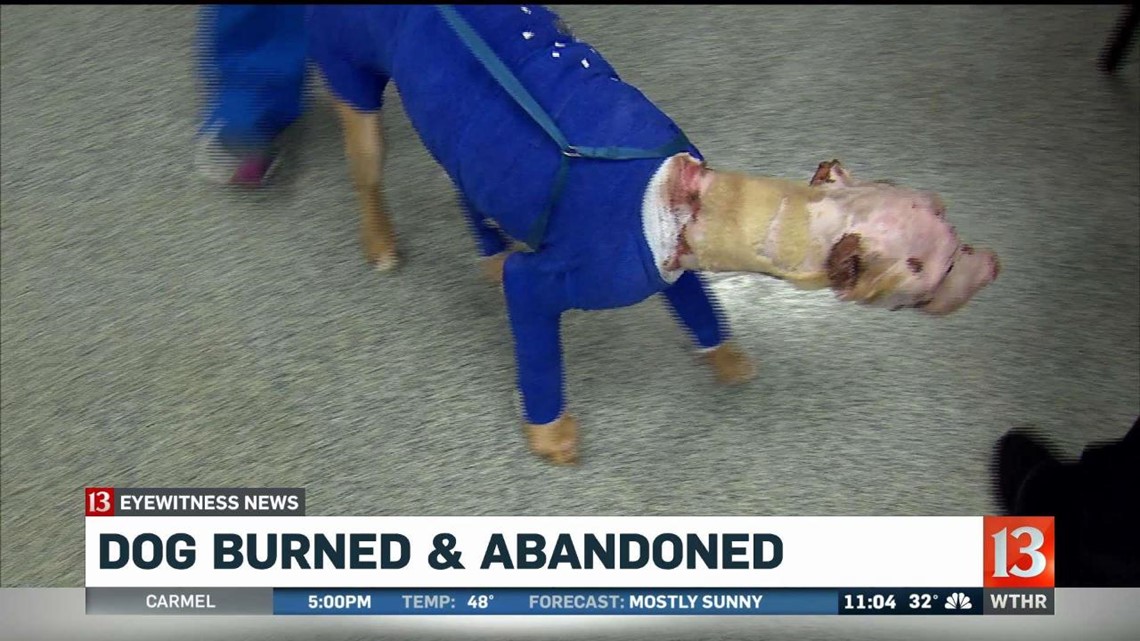 Justice the dog continues to improve; reward for answers grows | wthr.com