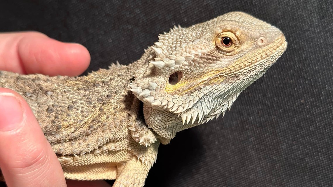 Rescue takes in exotic animals while families rebuild from storm | wthr.com