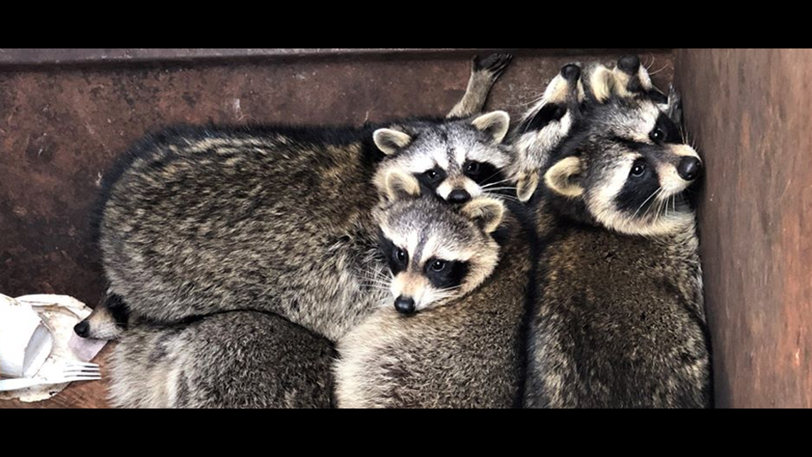 Animal control rescues seven raccoons from single dumpster | wthr.com