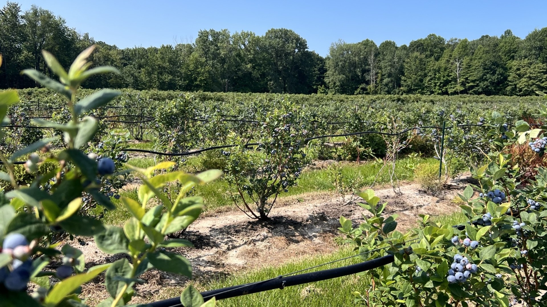 DeGrandchamp Farms in southwest Michigan | wthr.com