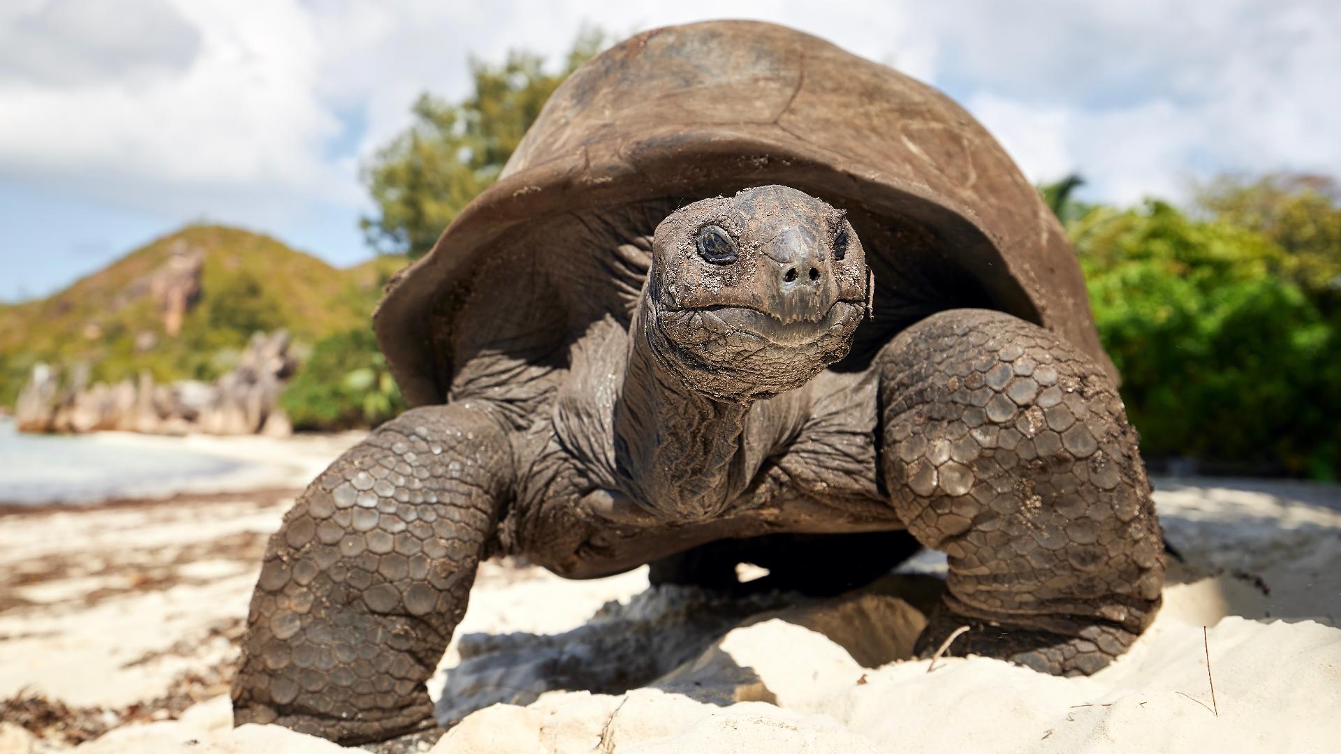 Giant tortoises to debut at Indianapolis Zoo in May | wthr.com