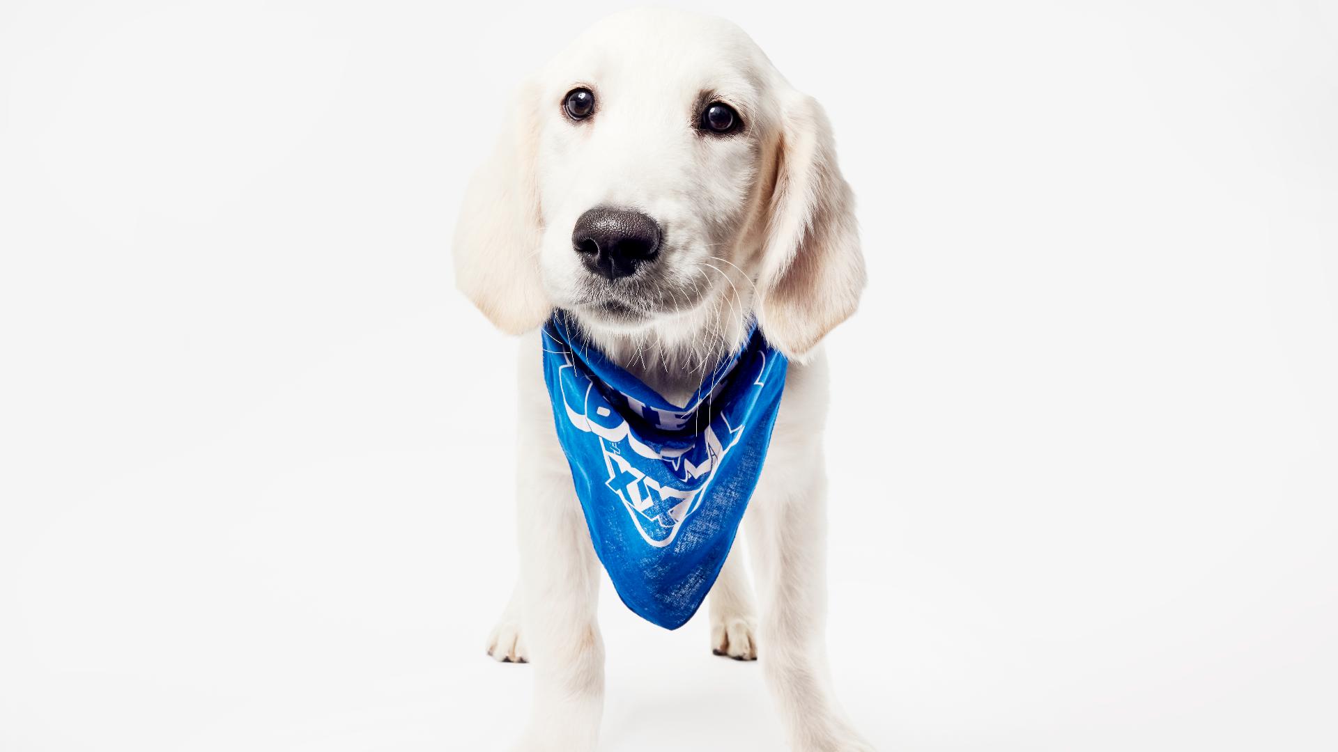 4 dogs from Indiana to compete in 2026 Puppy Bowl | wthr.com