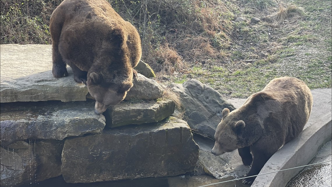 Grizzly Ridge at Wilstem Wildlife Park | wthr.com