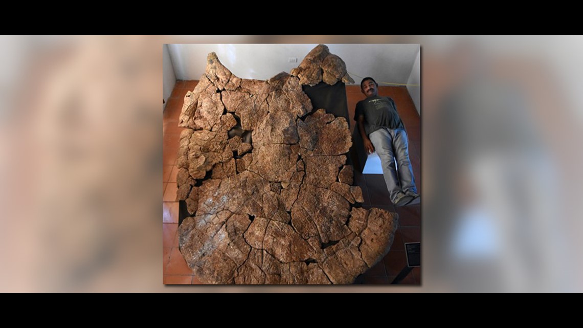 Researchers discover biggest turtle that ever lived had 10 foot shell ...