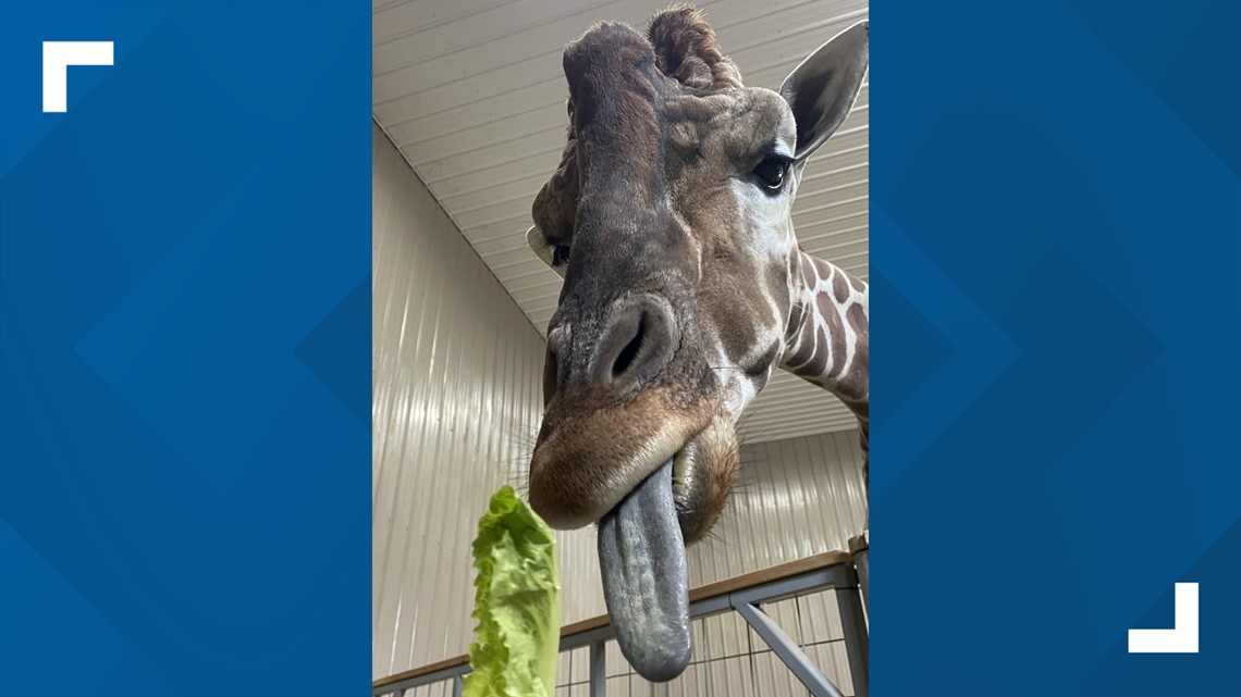 Chuck's Big Adventure: Wilstem Wildlife Park, Bonge's Tavern | wthr.com