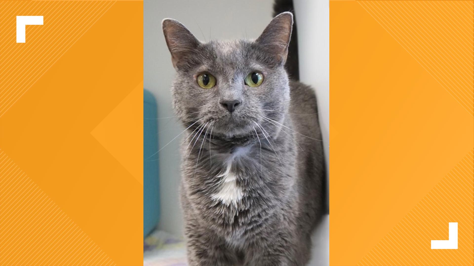 Pets of the Week for 12-28-2024 | wthr.com