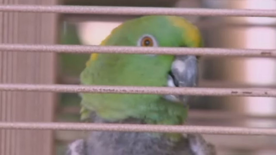 WATCH: Parrot's alleged Spanish profanity disrupts California ...