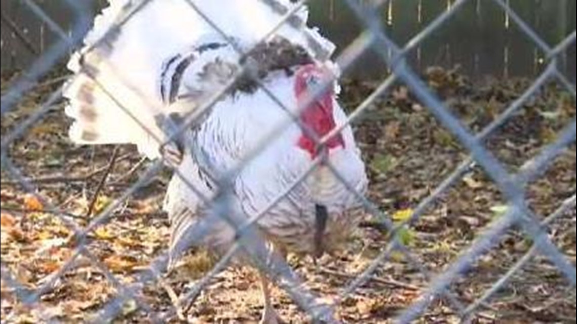 Family's turkeys survive Thanksgiving, remain endangered by ordinance ...