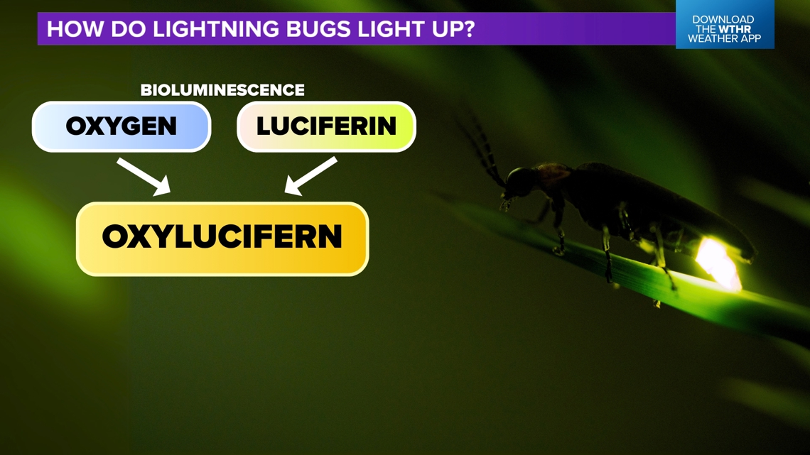 Lightning Bug Season in Indiana: What to Expect in 2025 | wthr.com