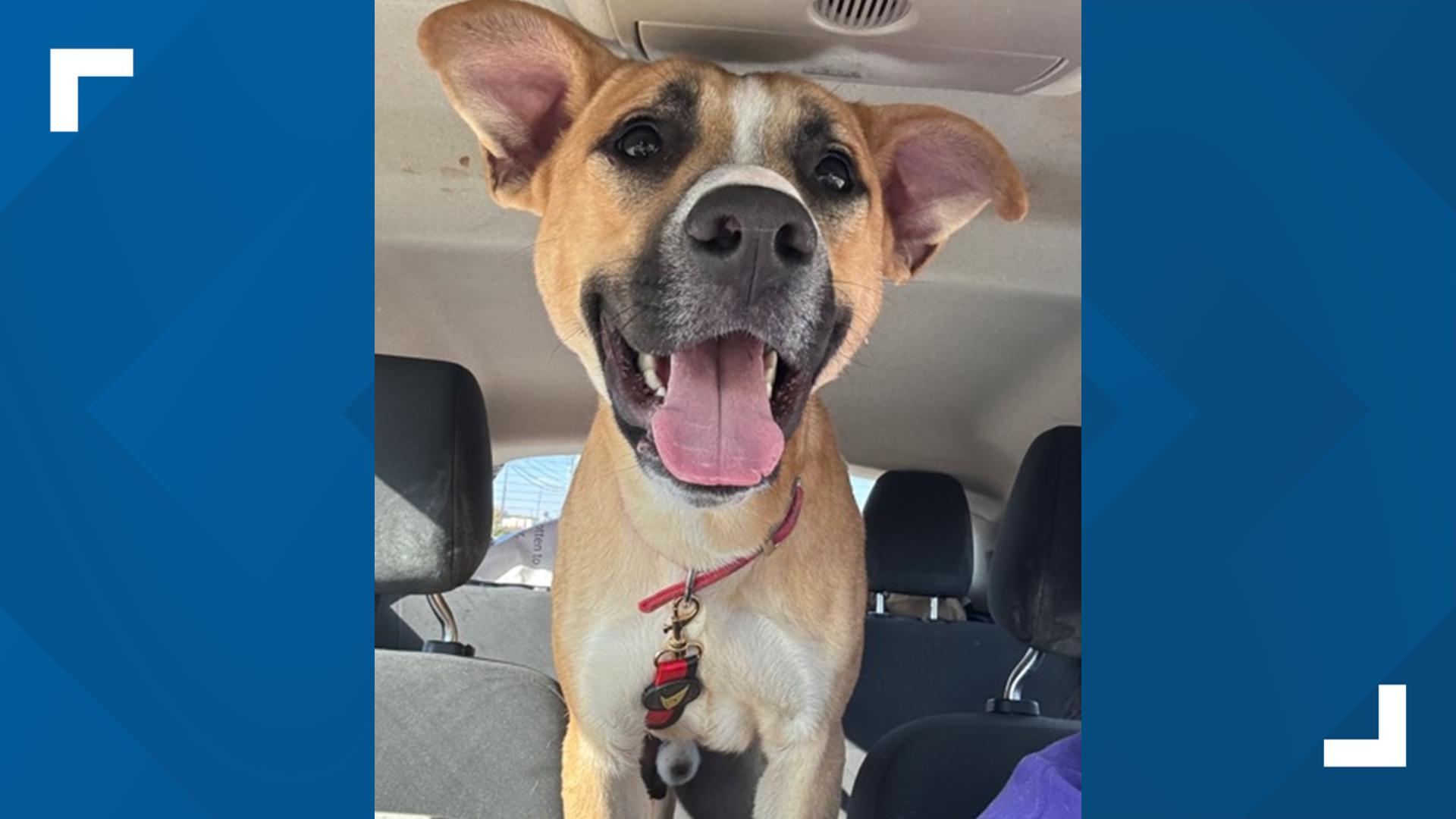 Pets of the Week: 11-15-2025 | wthr.com