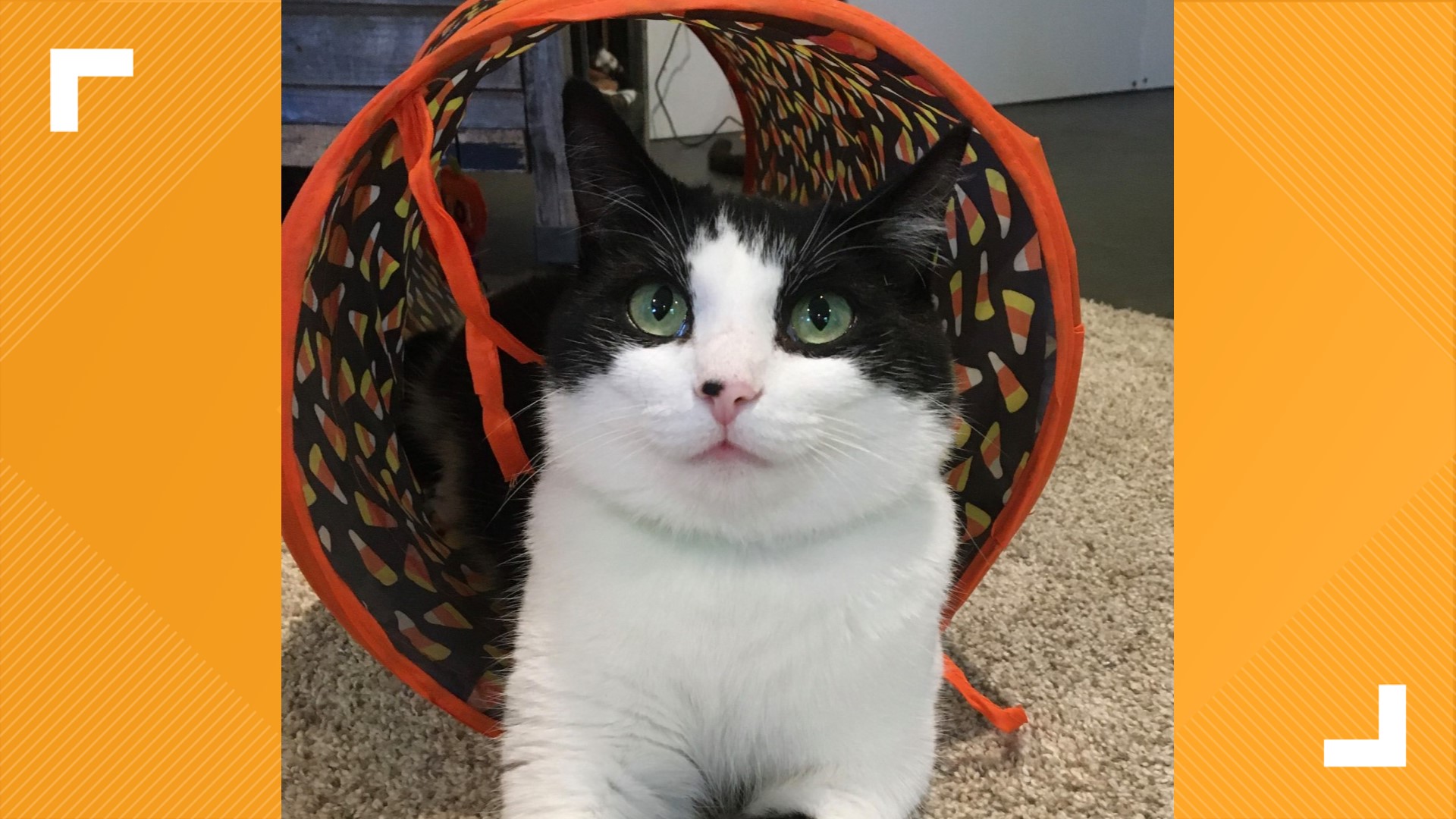 Misty Eyes Animal Center celebrates expansion groundbreaking | wthr.com