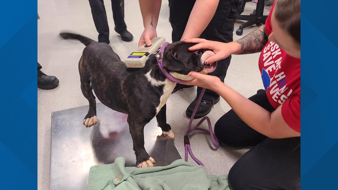 IACS rescues 28 dogs from Indianapolis home | wthr.com