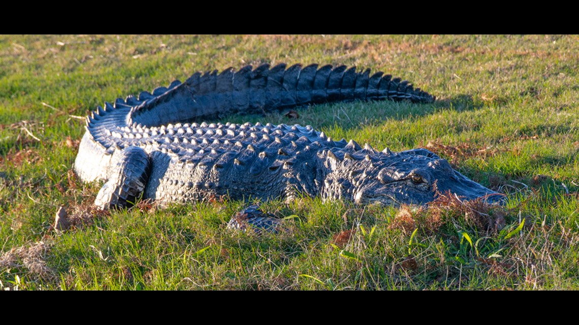 Uninvited gator interrupts Florida family’s Thanksgiving | wthr.com