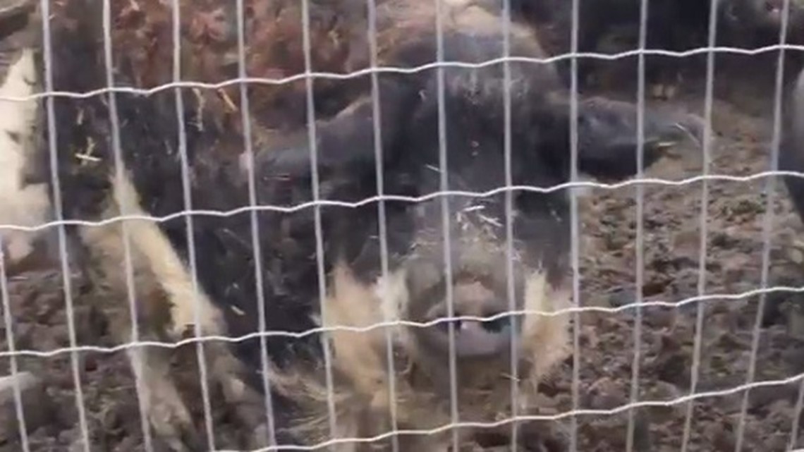 You'll want to cuddle the internet's new favorite creature so hard ...