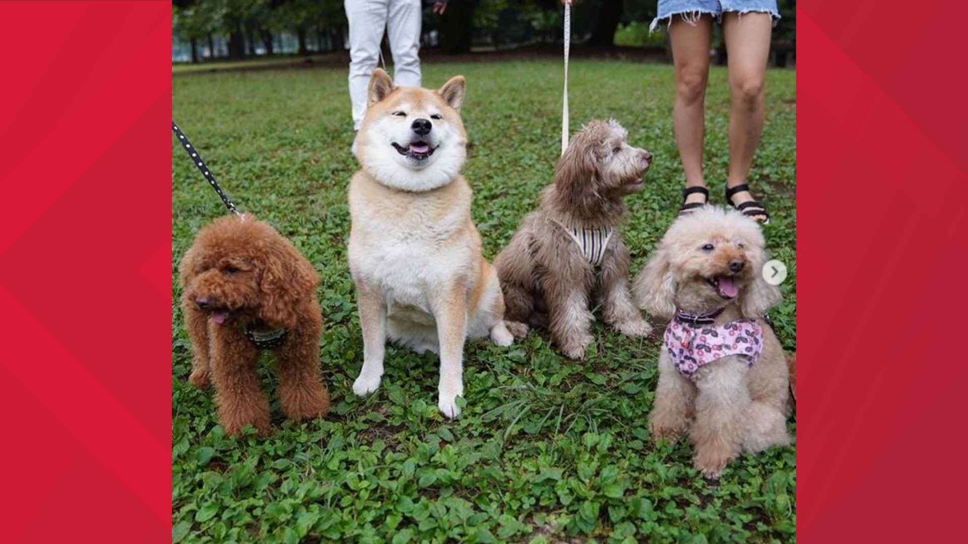 Maru: The forgotten dog now loved by millions | wthr.com