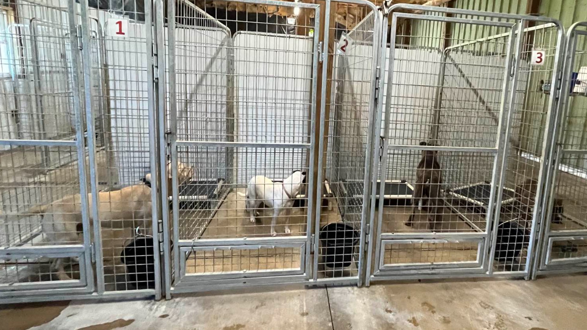 IndyHumane helping shelter in Winchester with supplies, lost pets ...