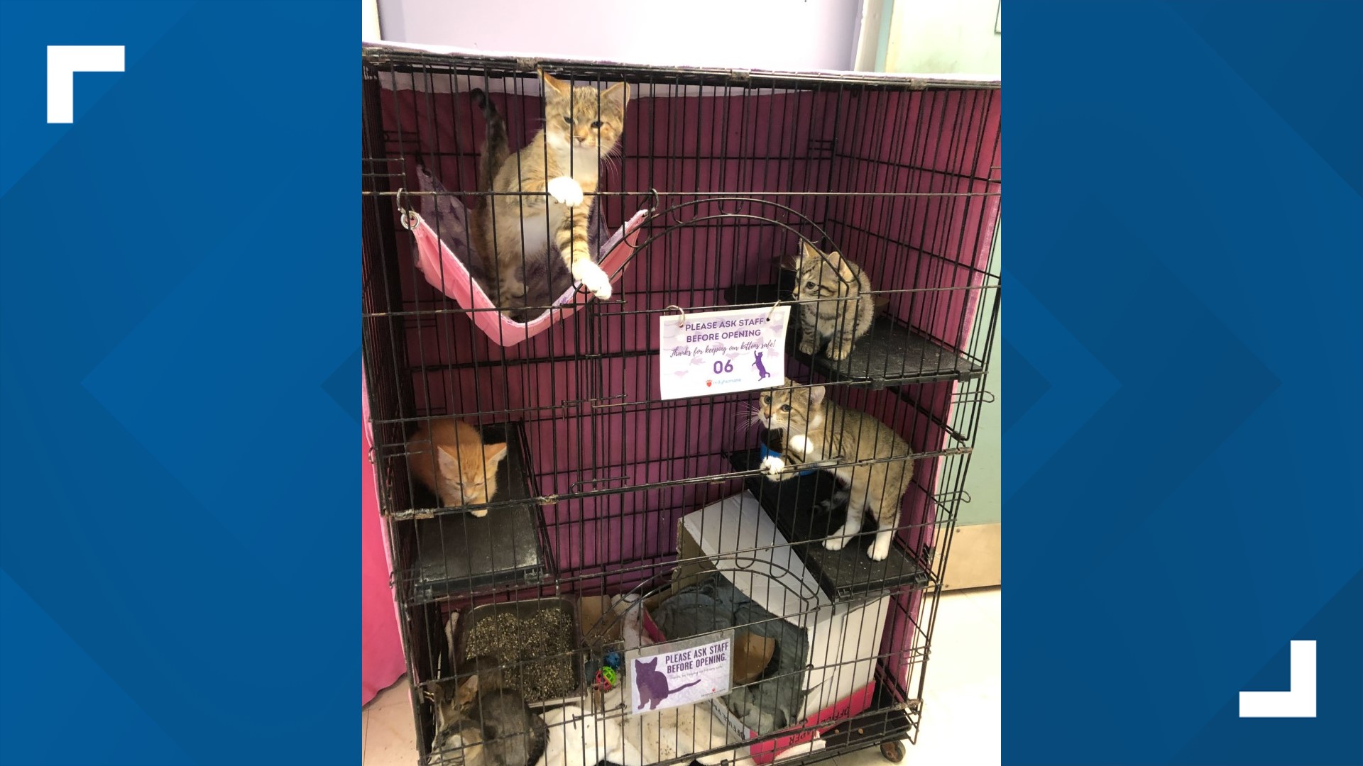 IndyHumane hosting kitten adoption event | wthr.com