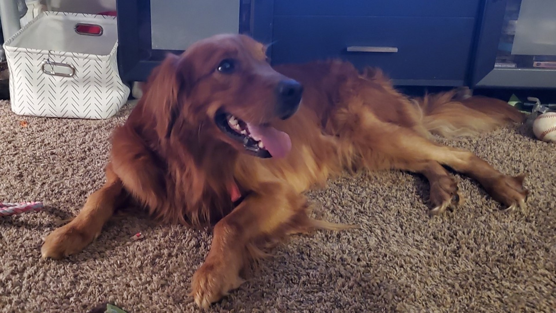 Indy golden retriever rescue saves 'all-American dogs' | wthr.com