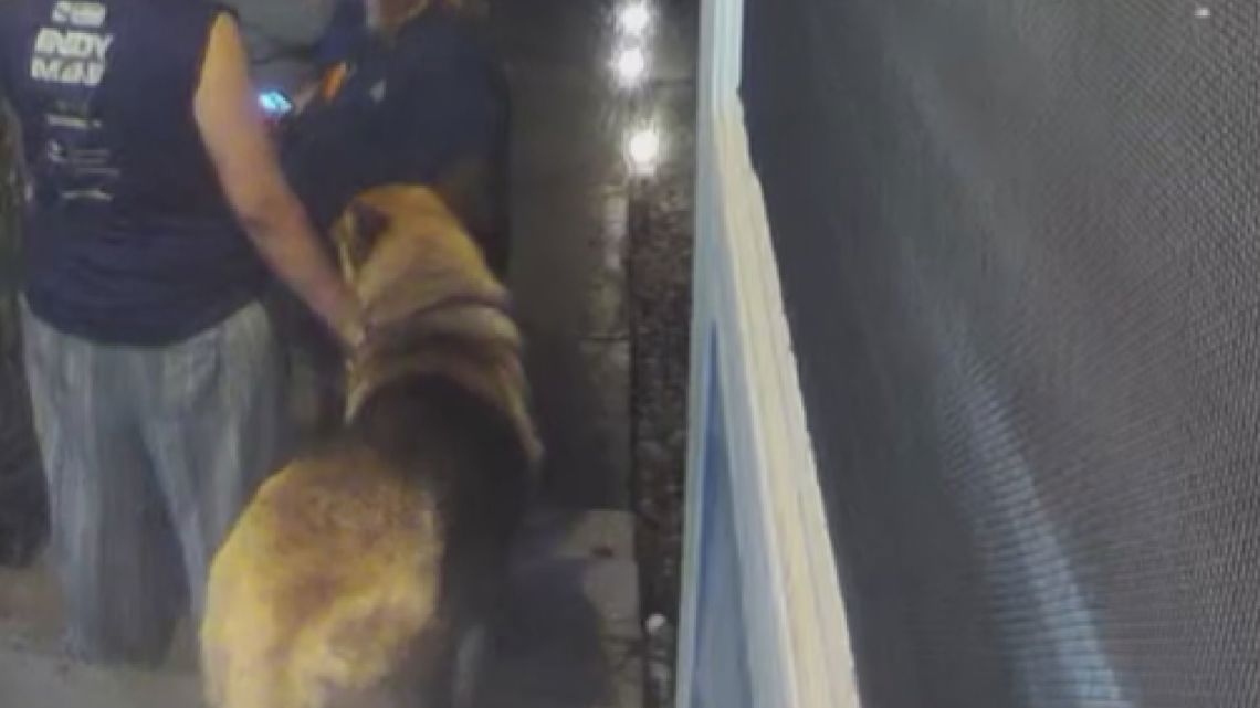 Woman, with history of animal abuse, allegedly left 12 animals ...