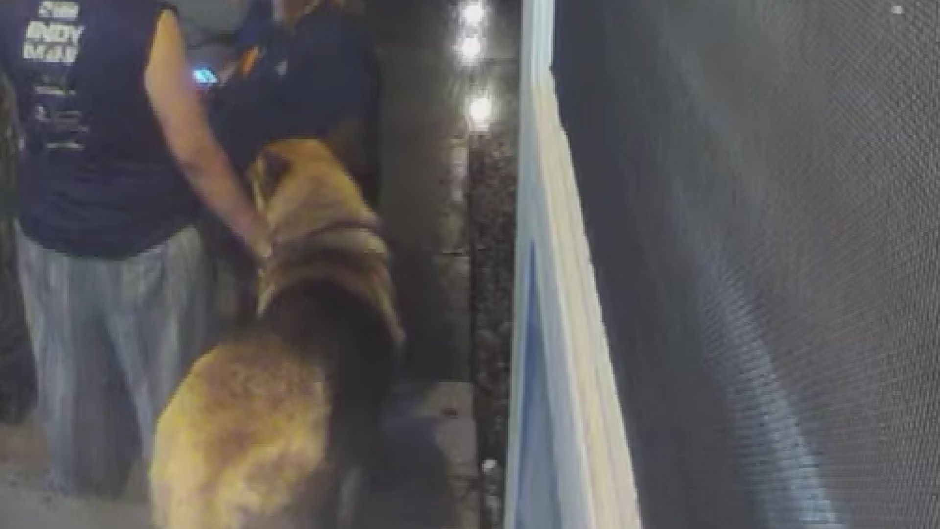 Docs: Kokomo woman, 2 others, left 12 animals 'extremely dehydrated' in ...