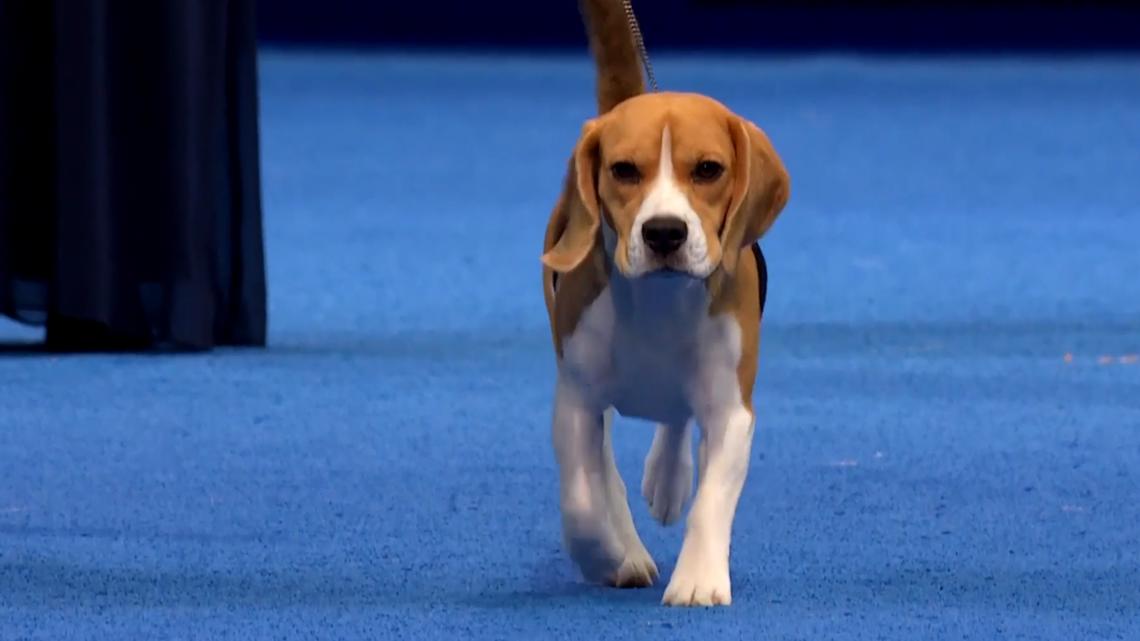 'The National Dog Show' hosts preview annual competition on NBC | wthr.com