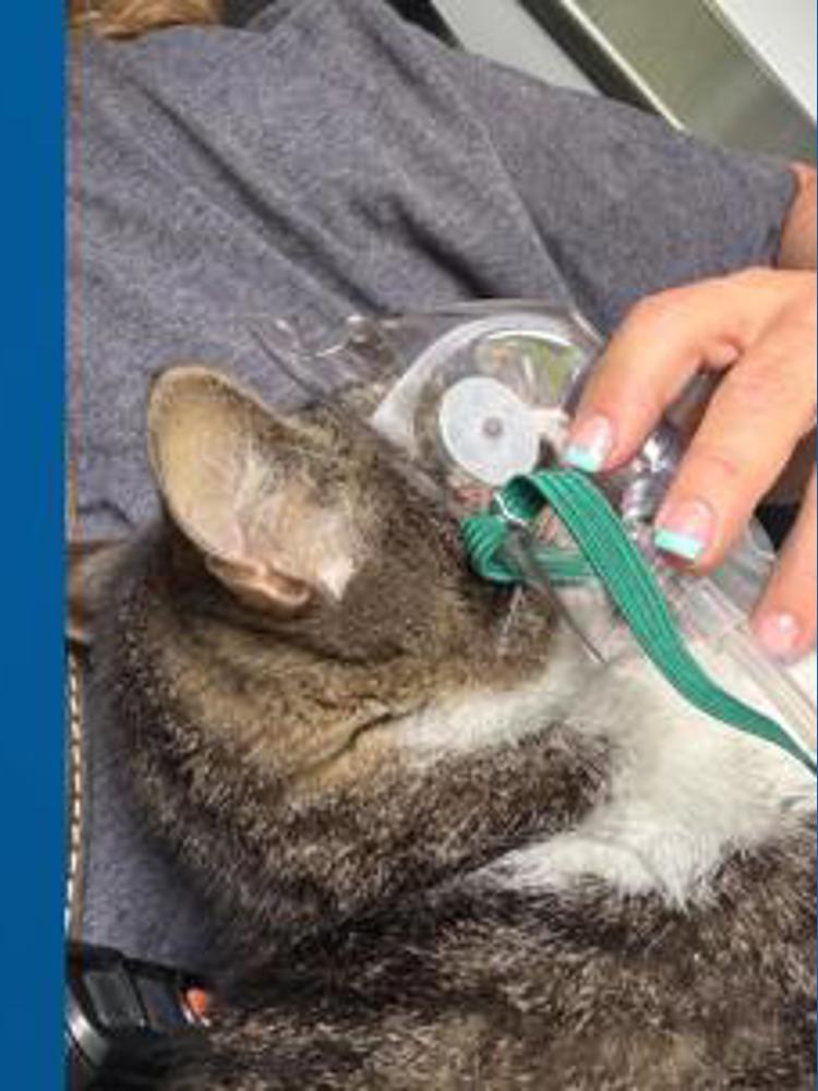 2 pets dead, 1 in critical condition after house fire in Morgan County ...