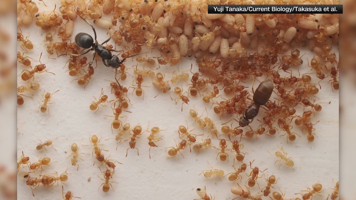 Researchers study parasitic queen ant | wthr.com
