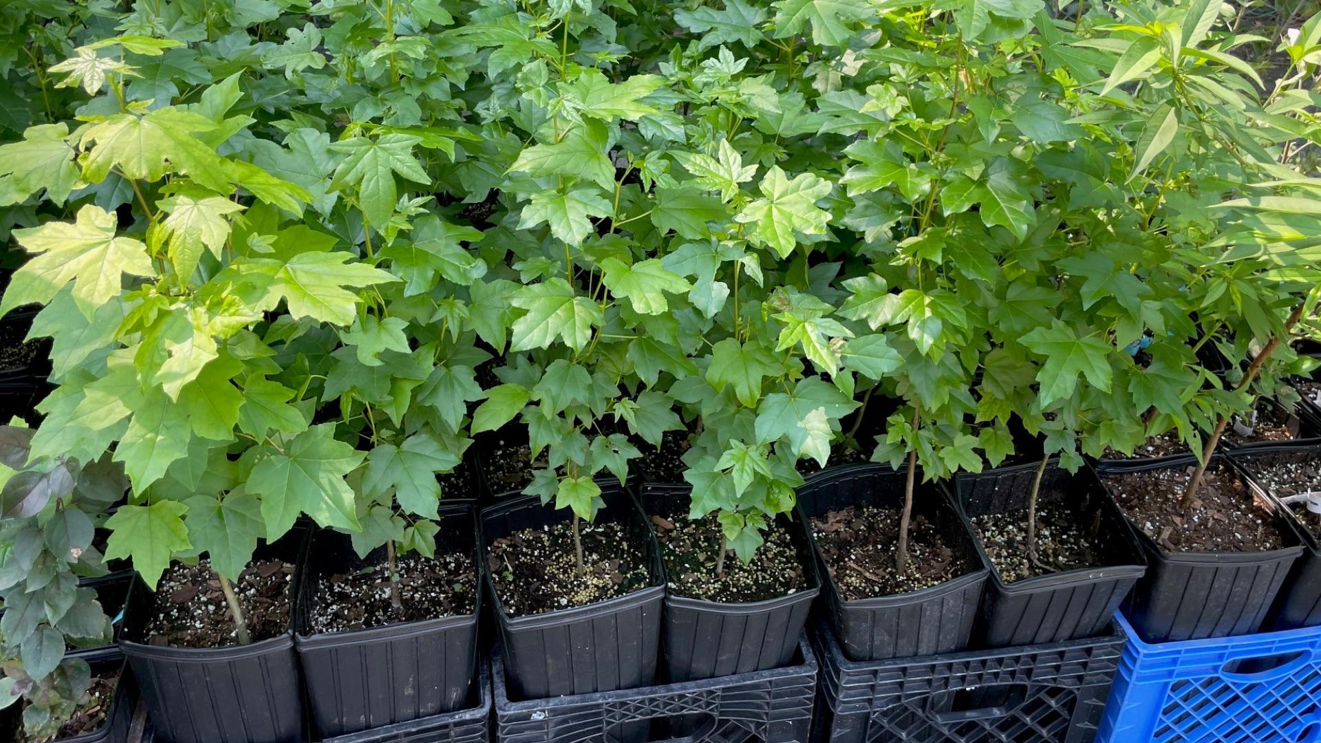 Indiana getting next generation 'moon tree' | wthr.com