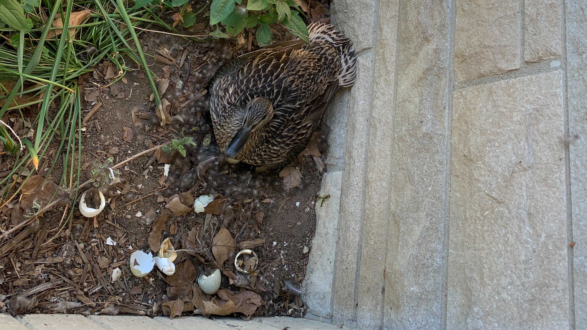 Ducks nest in courtyard of south side church | wthr.com