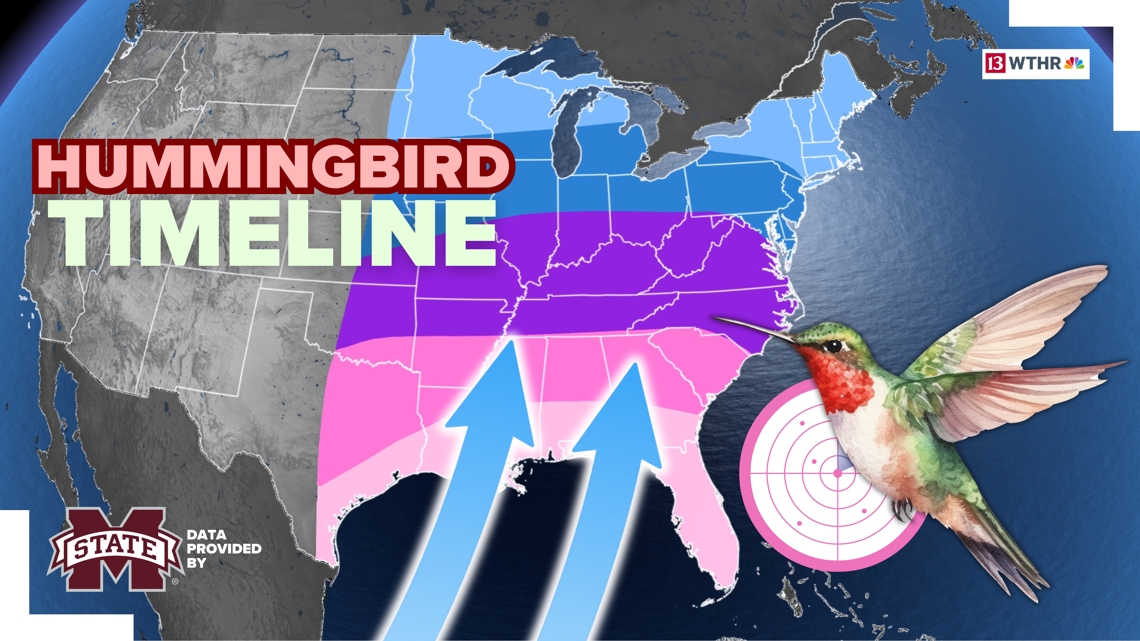 Spring 2025 Hummingbird Migration Forecast: When will they return? | wthr.com