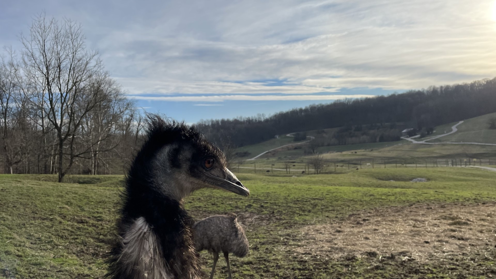 Chuck's Big Adventure: Wilstem Wildlife Park, Bonge's Tavern | wthr.com