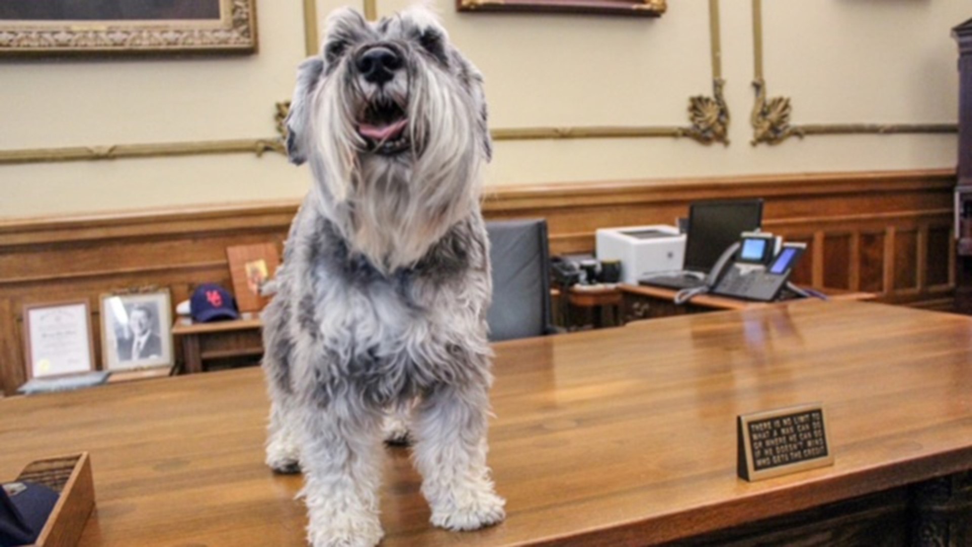 'Henry,' Indiana's first dog, dies at 13 | wthr.com