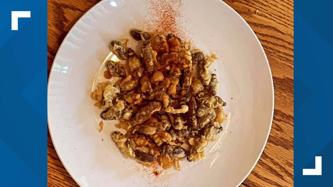 Gourmet cicada dishes to be offered at Bloomington event in June | wthr.com