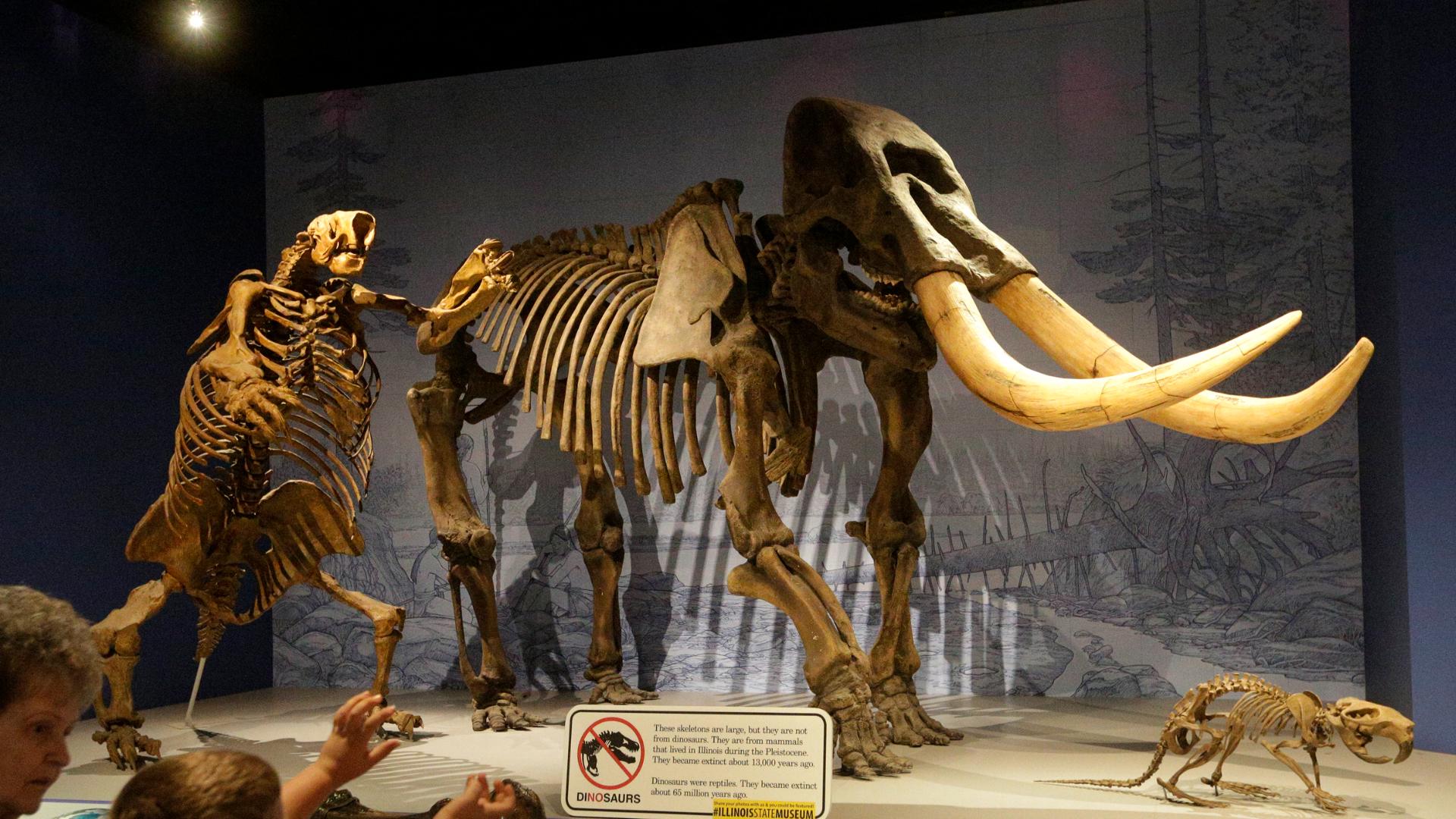 US representative from Indiana introduces bill to add American mastodon ...