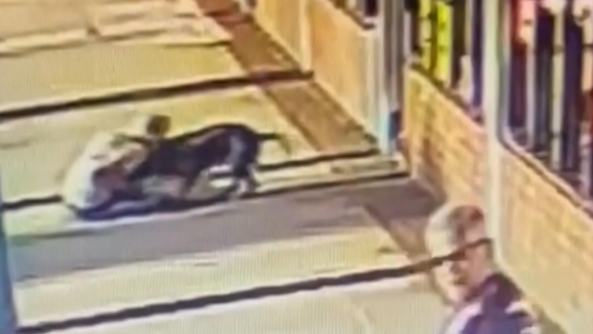 WATCH: 70-year-old Florida woman bites pit bull to stop attack on her ...