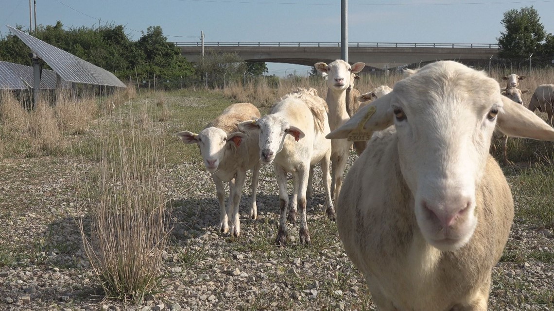 Solar panels and Indiana sheep farmers make for clean energy team ...
