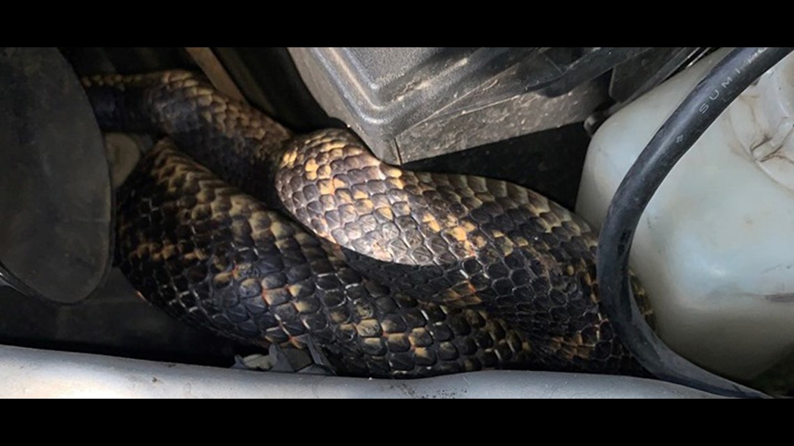 Woman frightened after finding 5-foot snake in engine | wthr.com