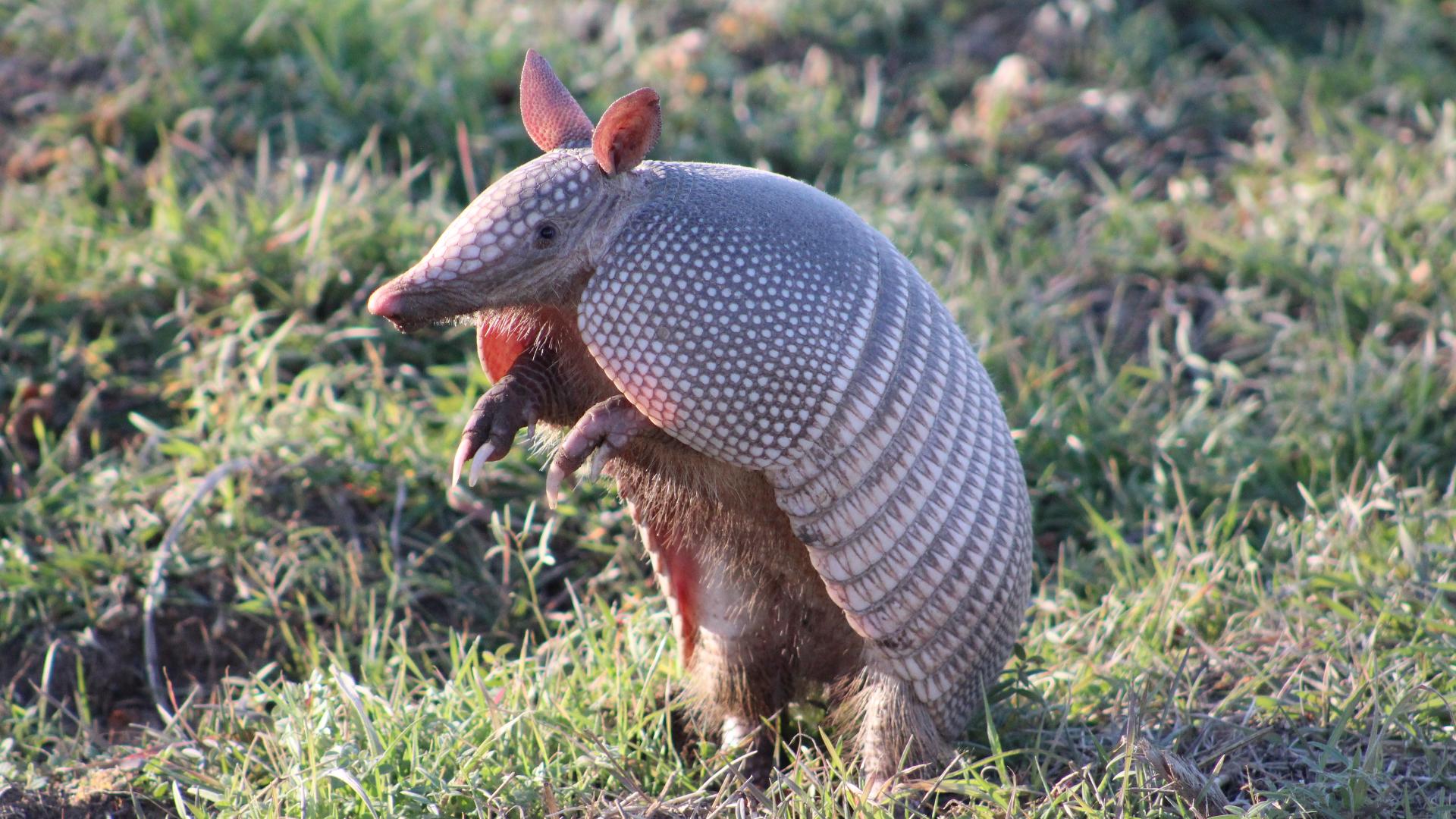 Armadillos are officially in Indiana, and they are expanding | wthr.com