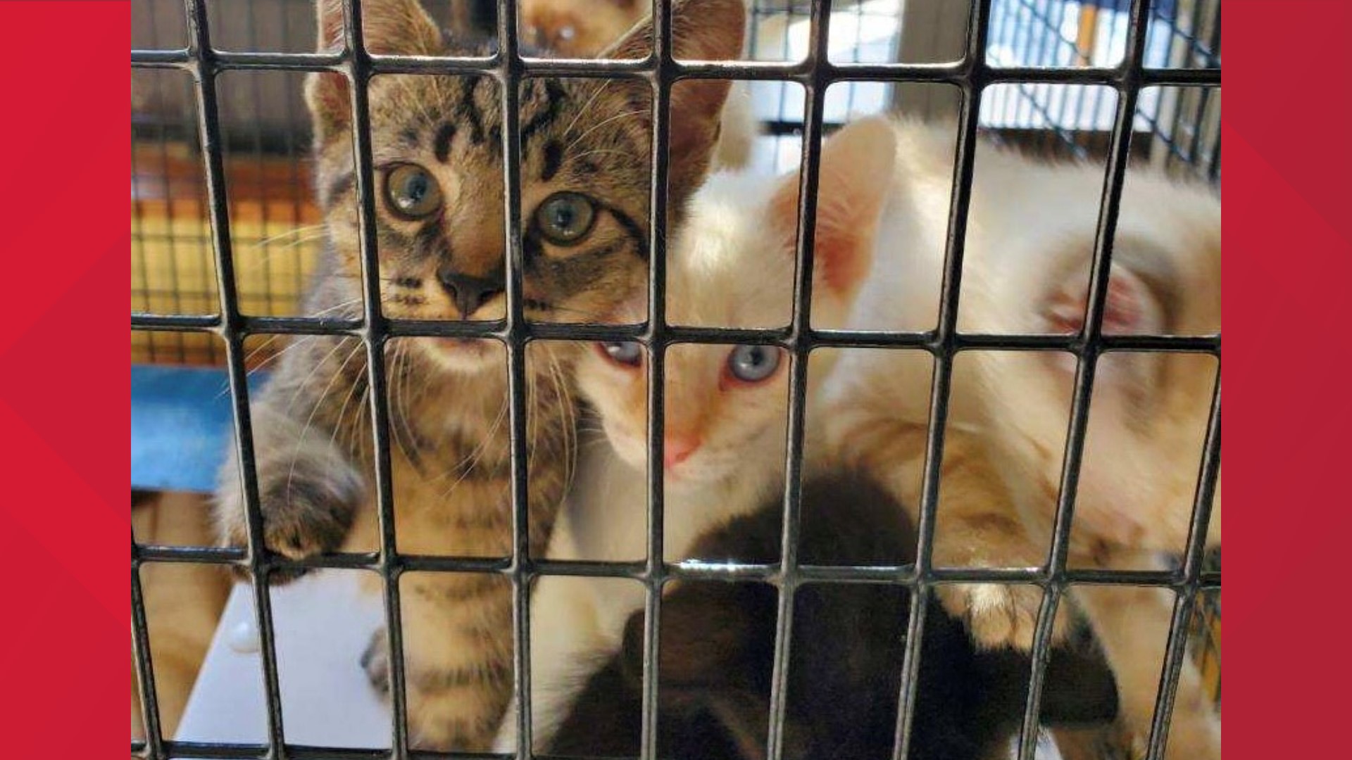New homes needed after 40 cats and kittens surrendered to Indianapolis ...