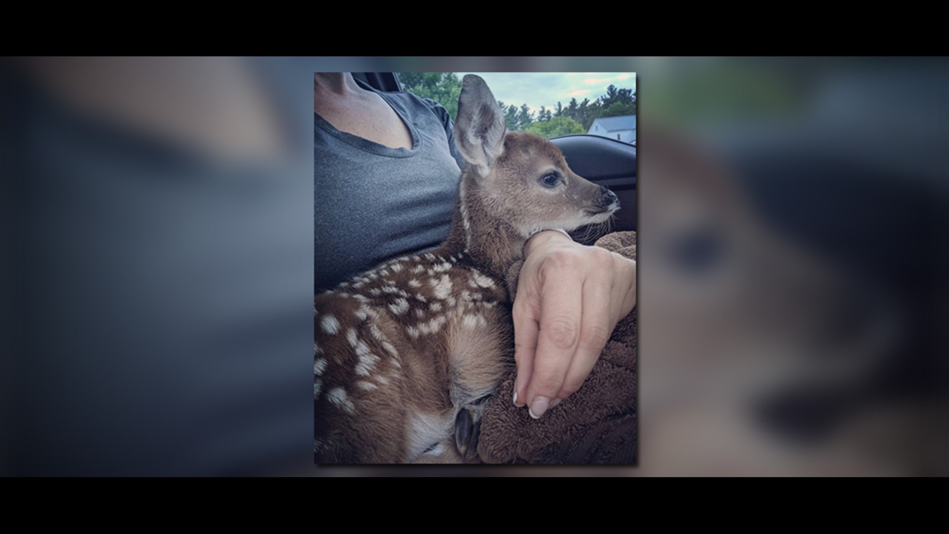 Baby deer found crying next to mother that was hit and killed by car ...