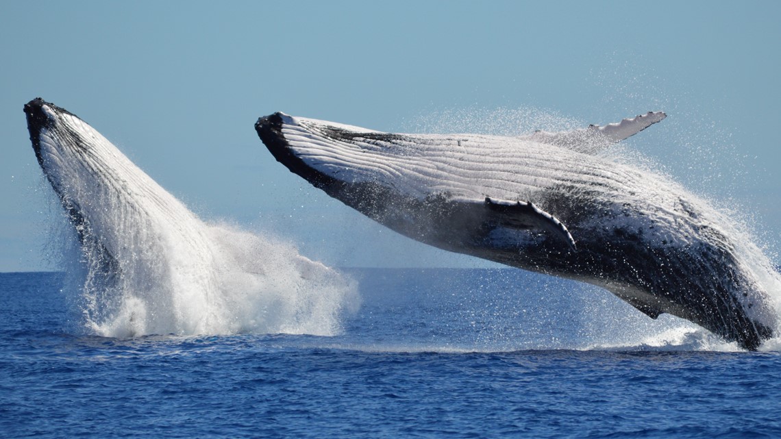 Study: Microplastics found deep in bodies of dolphin and whales | wthr.com