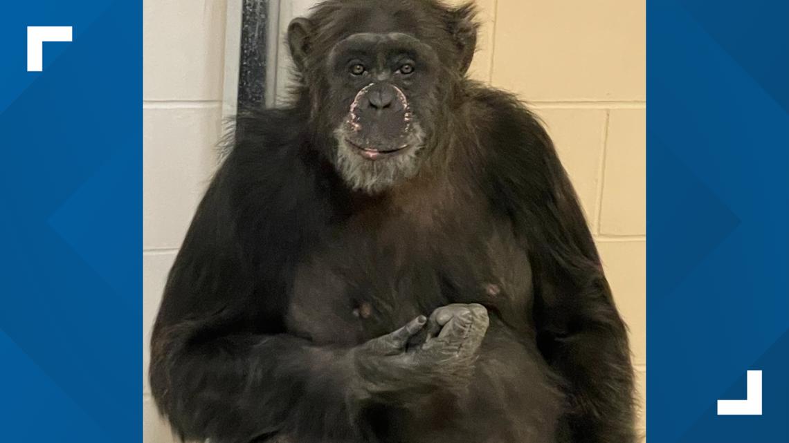 Chimpanzee returned to exhibit after escape at Indianapolis Zoo | wthr.com