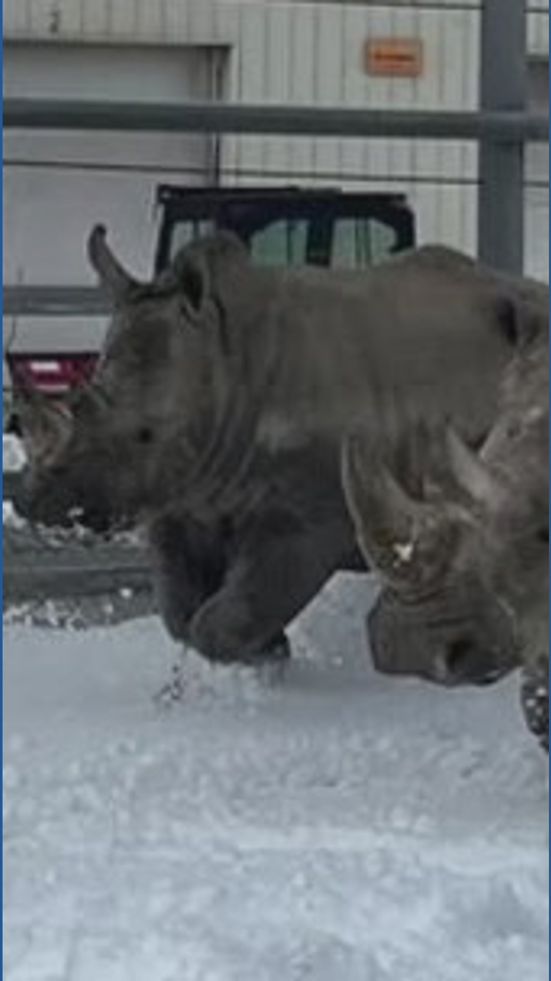Rhinos at Indianapolis Zoo enjoy running in snow | wthr.com