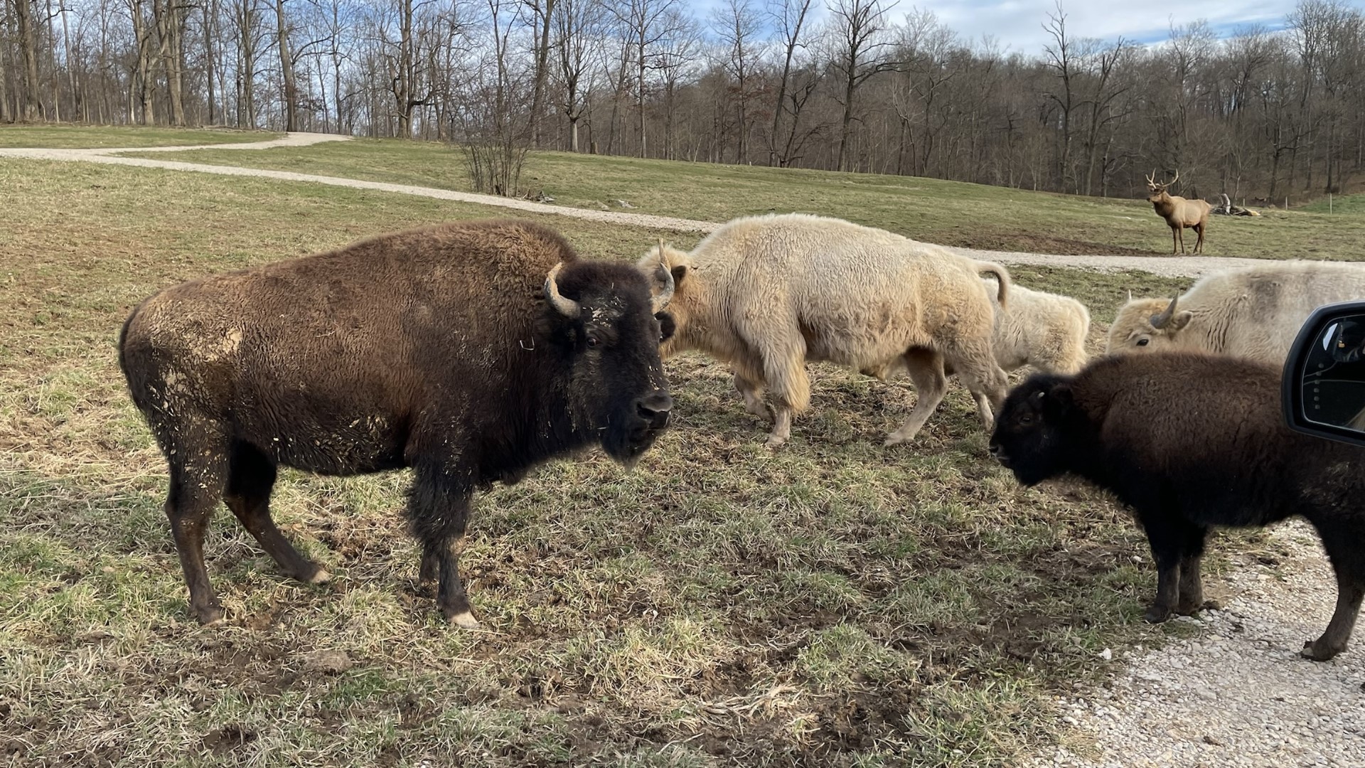 Chuck's Big Adventure: Wilstem Wildlife Park, Bonge's Tavern | wthr.com