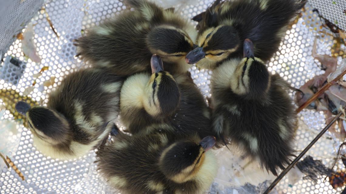 Firefighters rescue ducks from Monument Circle pool | wthr.com
