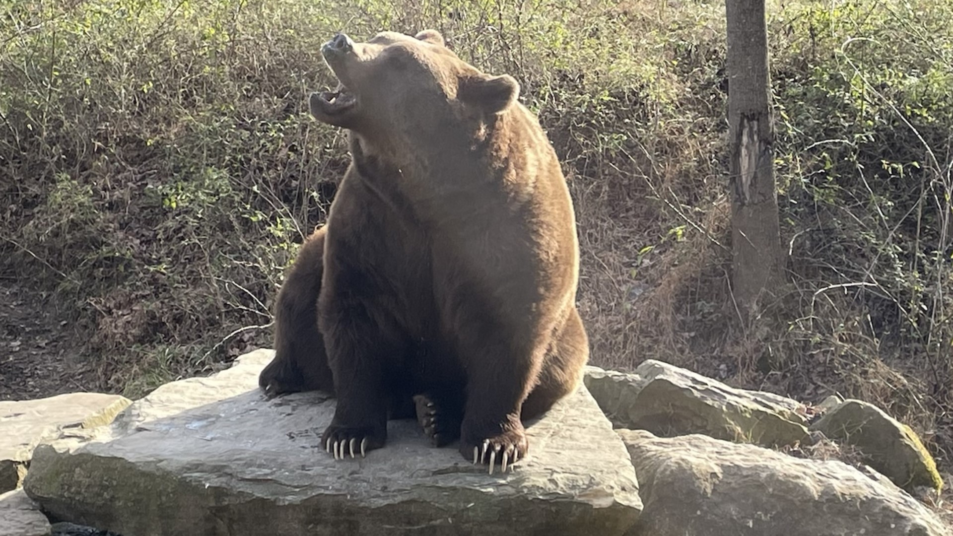 Grizzly Ridge at Wilstem Wildlife Park | wthr.com