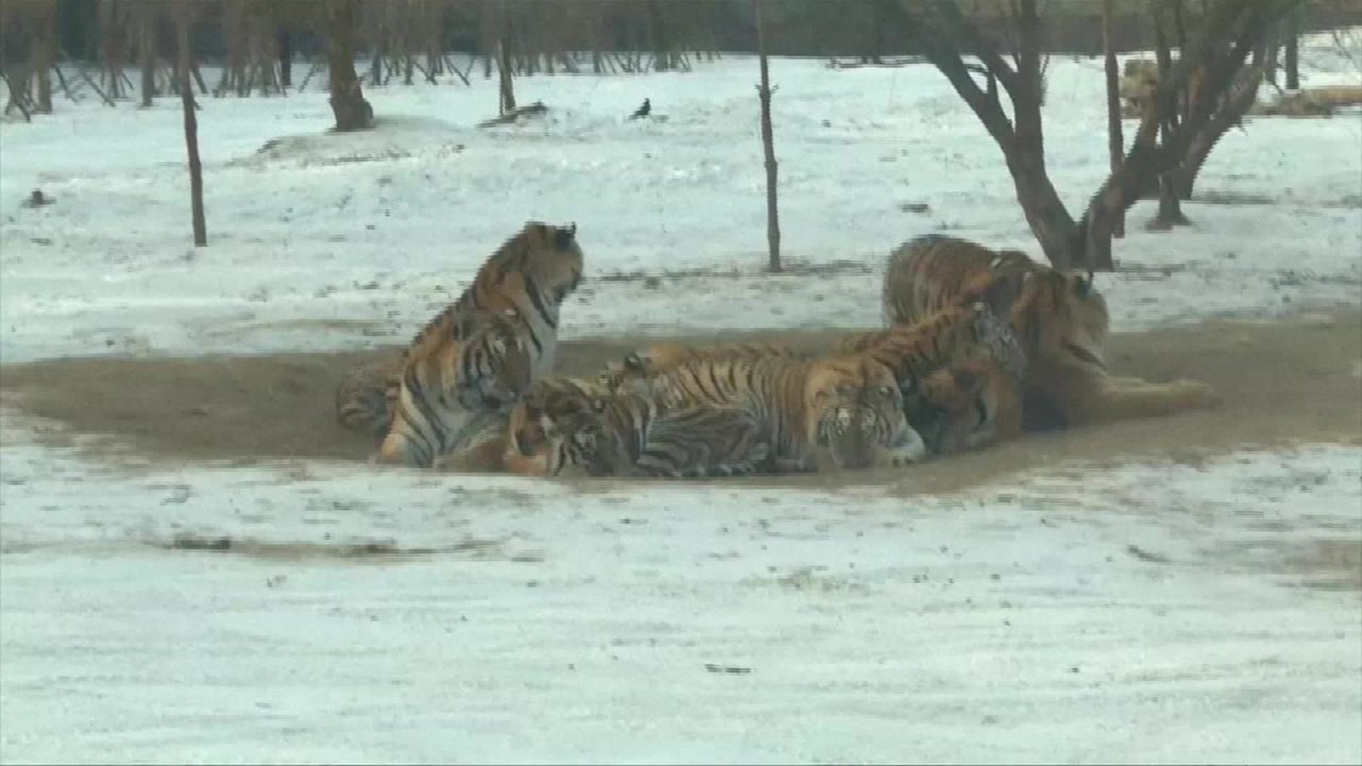 WATCH: Chubby Chinese tigers creating internet sensation | wthr.com